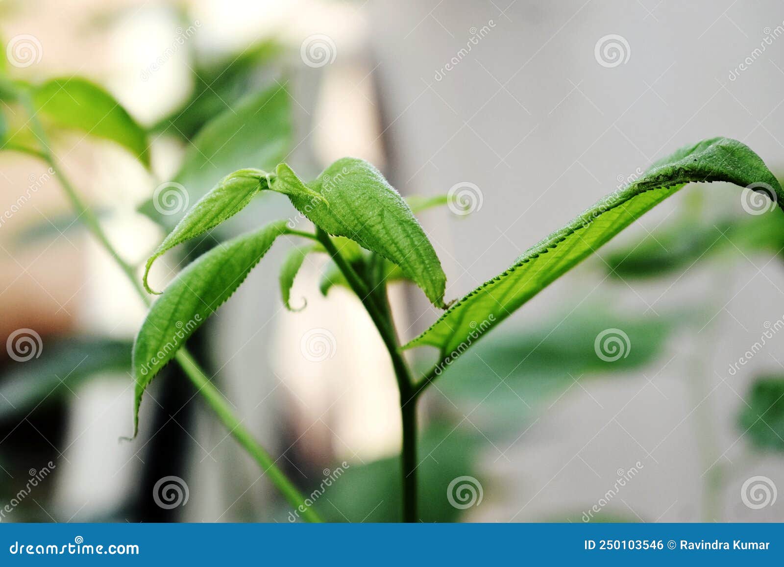 Snap of a green plant stock photo. Image of nature, green - 250103546