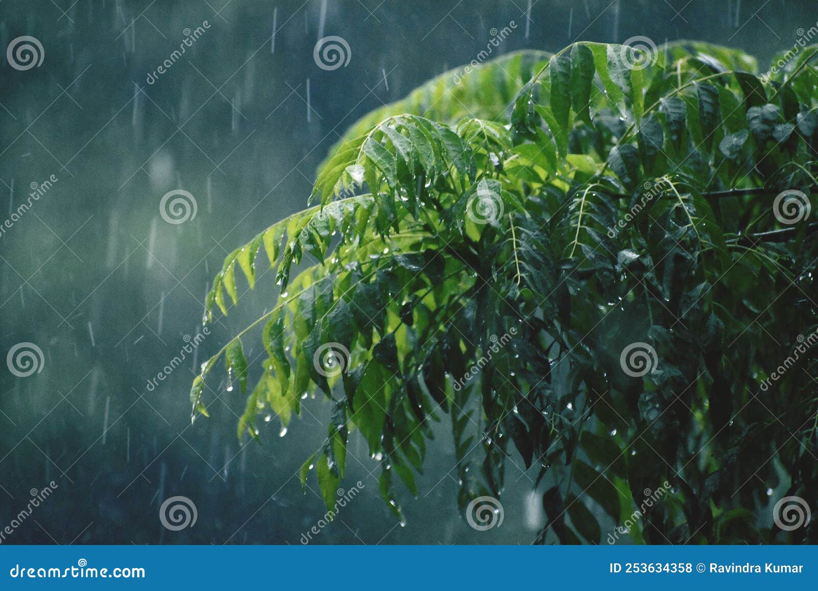Snap of a Green Plant at the Time of Rain Stock Photo - Image of tree ...