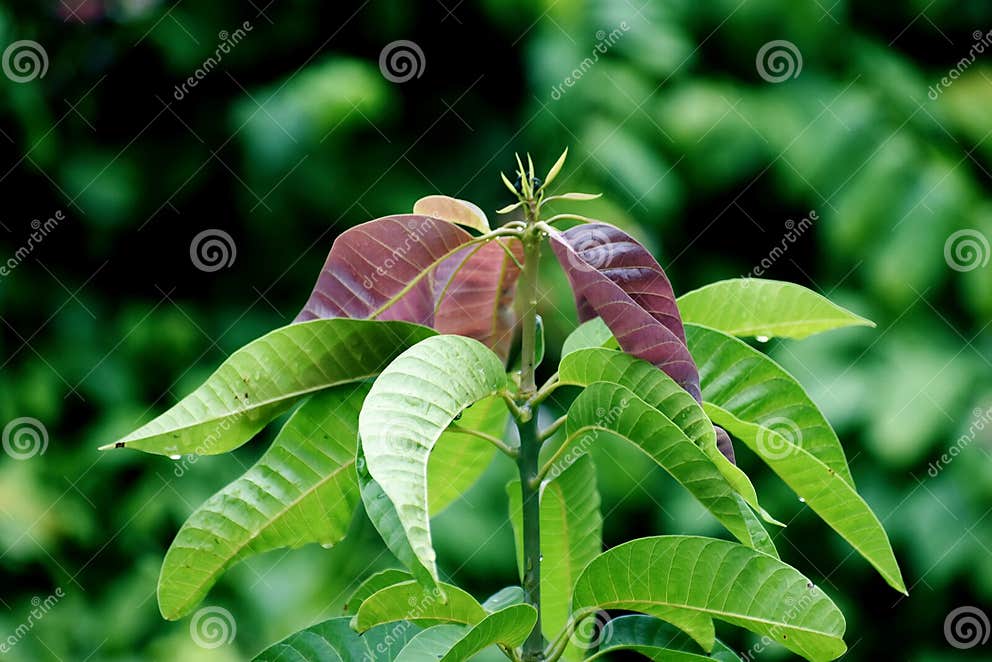 Snap of mango plant stock photo. Image of insect, plant - 250124370