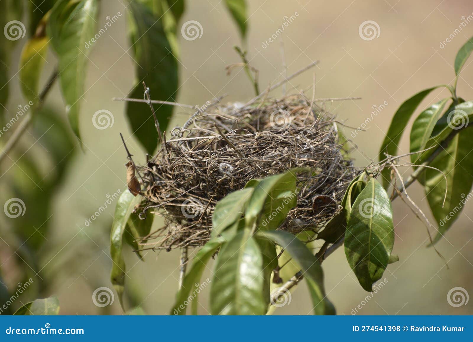 Snap of a nest of bird stock photo. Image of bird, invertebrate - 274541398