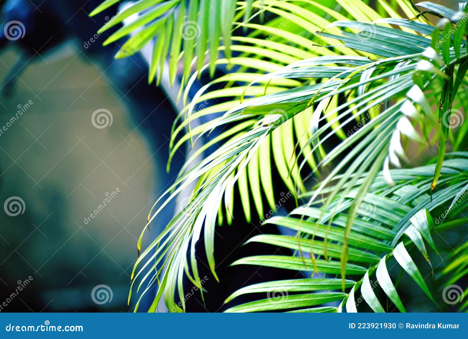 Snap of a Palm Tree and Leave Stock Photo - Image of snap, twig: 223921930