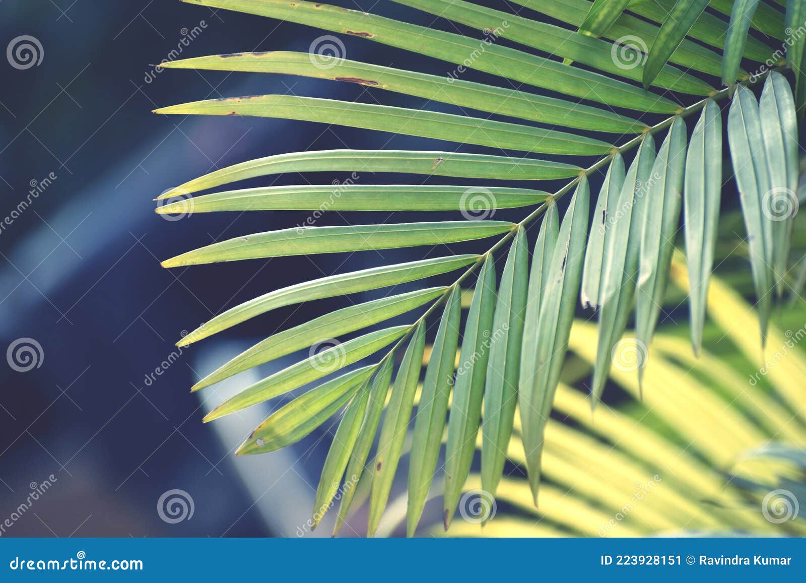 Snap of a Palm Tree and Leave Stock Image - Image of plant, grass ...