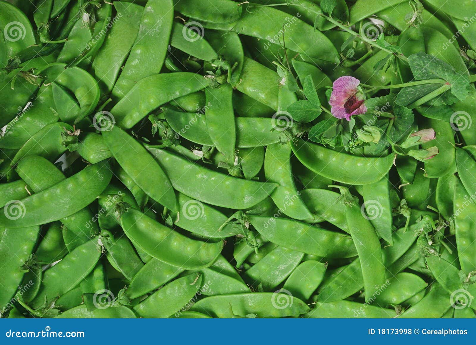 Snap peas stock photo. Image of bloom, green, twig, vegetable - 18173998