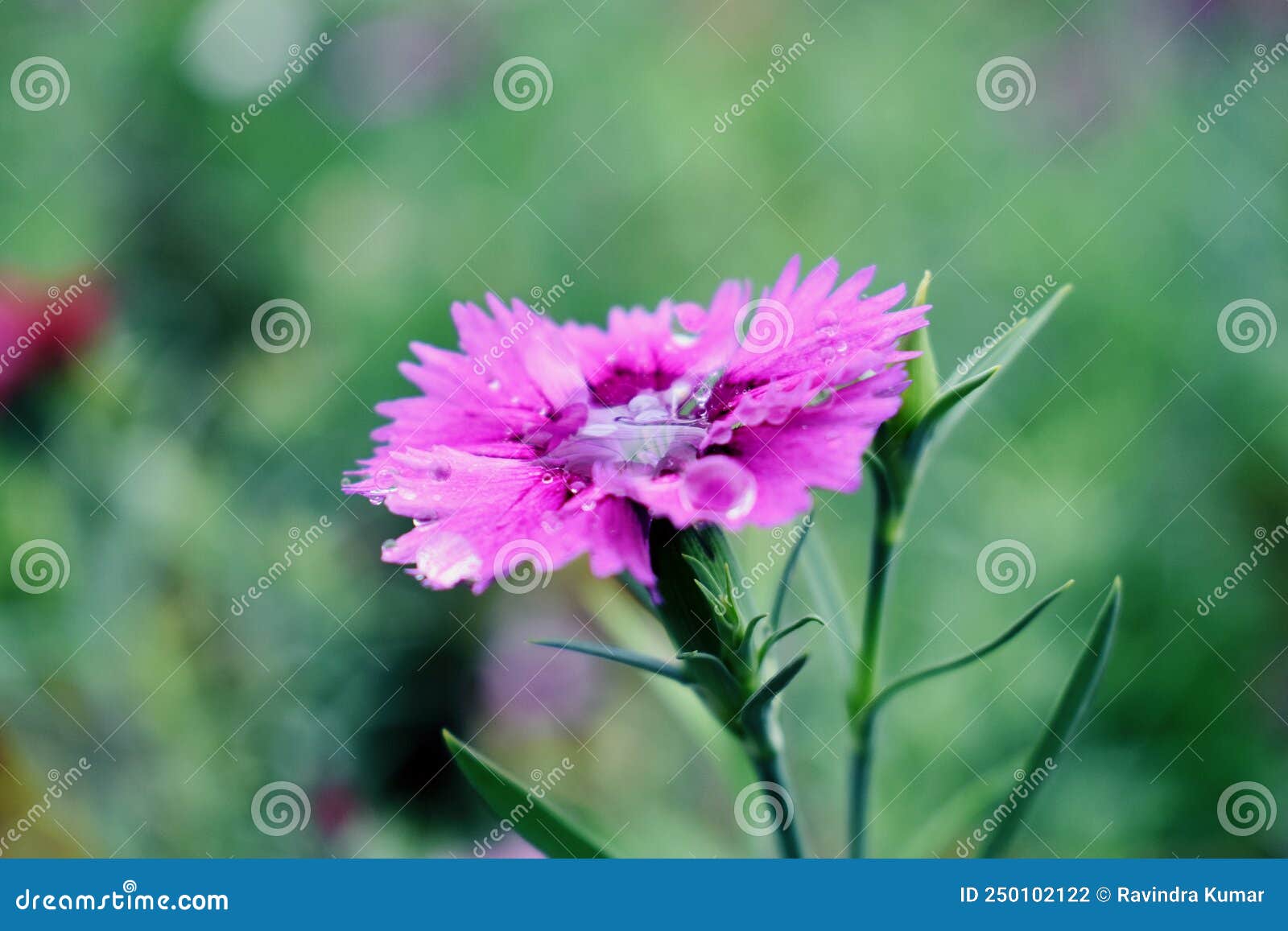 Snap of a pink flower stock photo. Image of pink, grass - 250102122