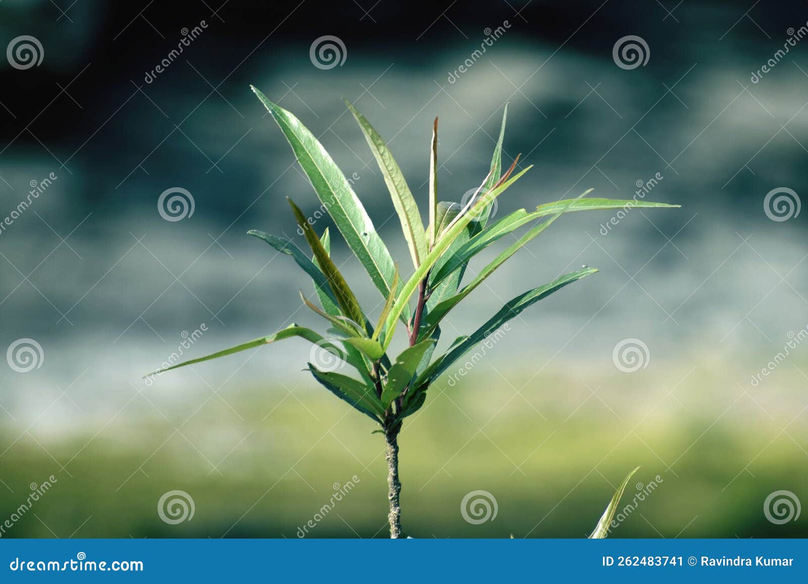 Snap of a plant stock image. Image of branch, plant - 262483741
