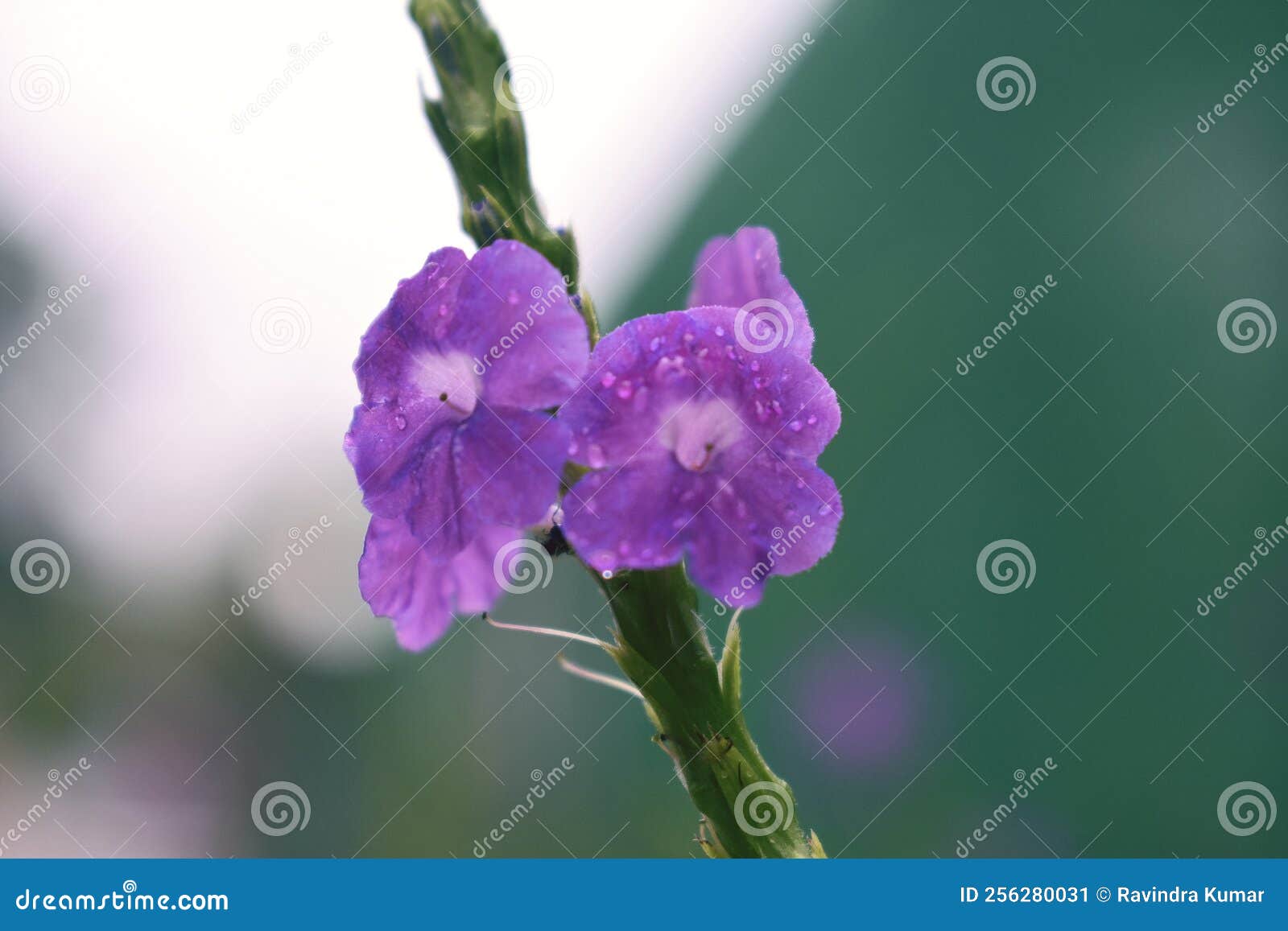 Snap of a Purple and Flower Stock Image - Image of branch, orchid ...