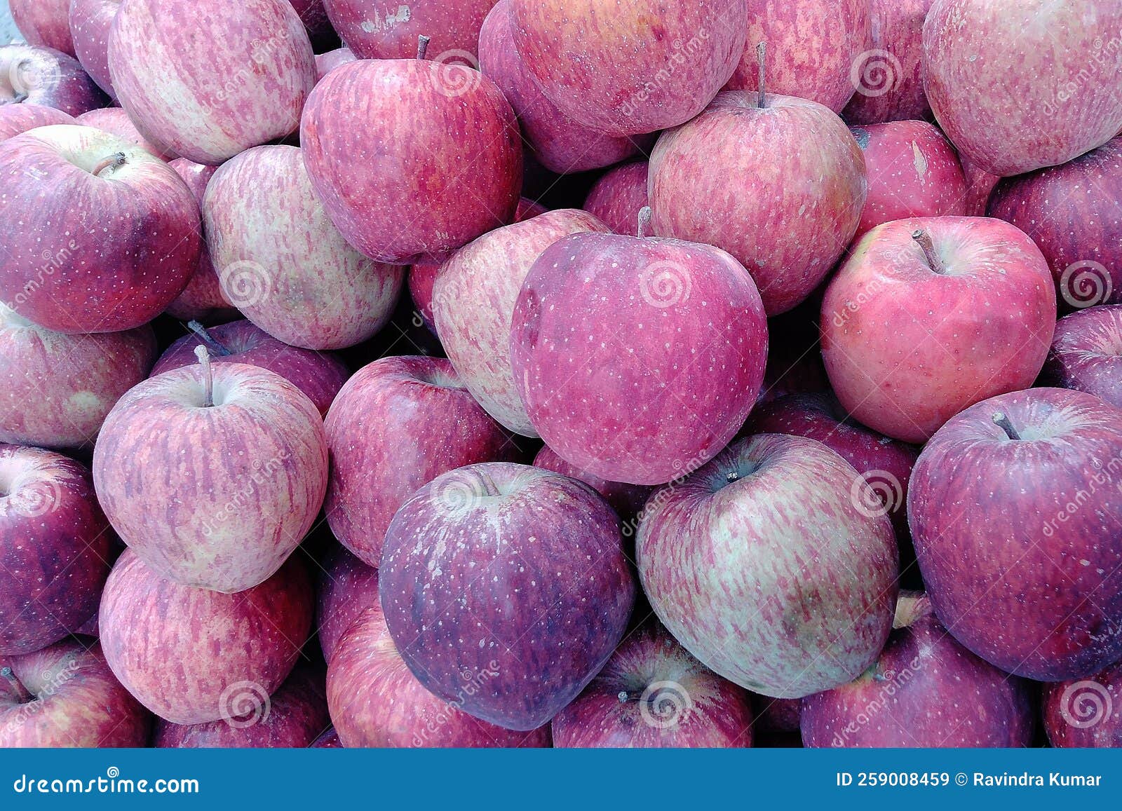 Snap of red apples fruit stock image. Image of shrub - 259008459
