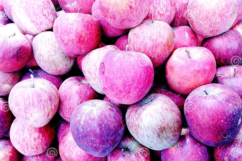 Snap of red apples fruit stock image. Image of flower - 259008467