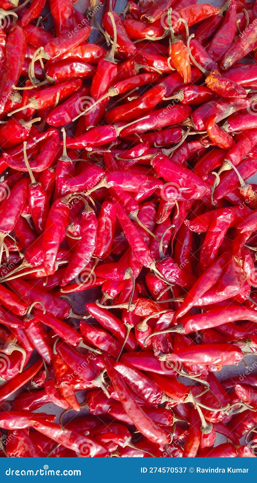 Snap of red chilli stock image. Image of meat, vegetable - 274570537