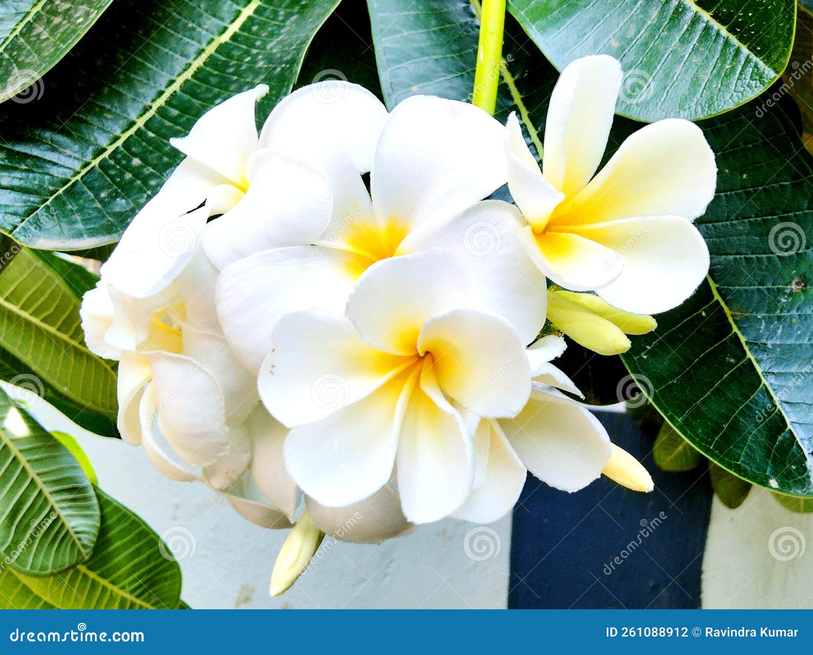 Snap of white flowers stock photo. Image of plant, yellow - 261088912
