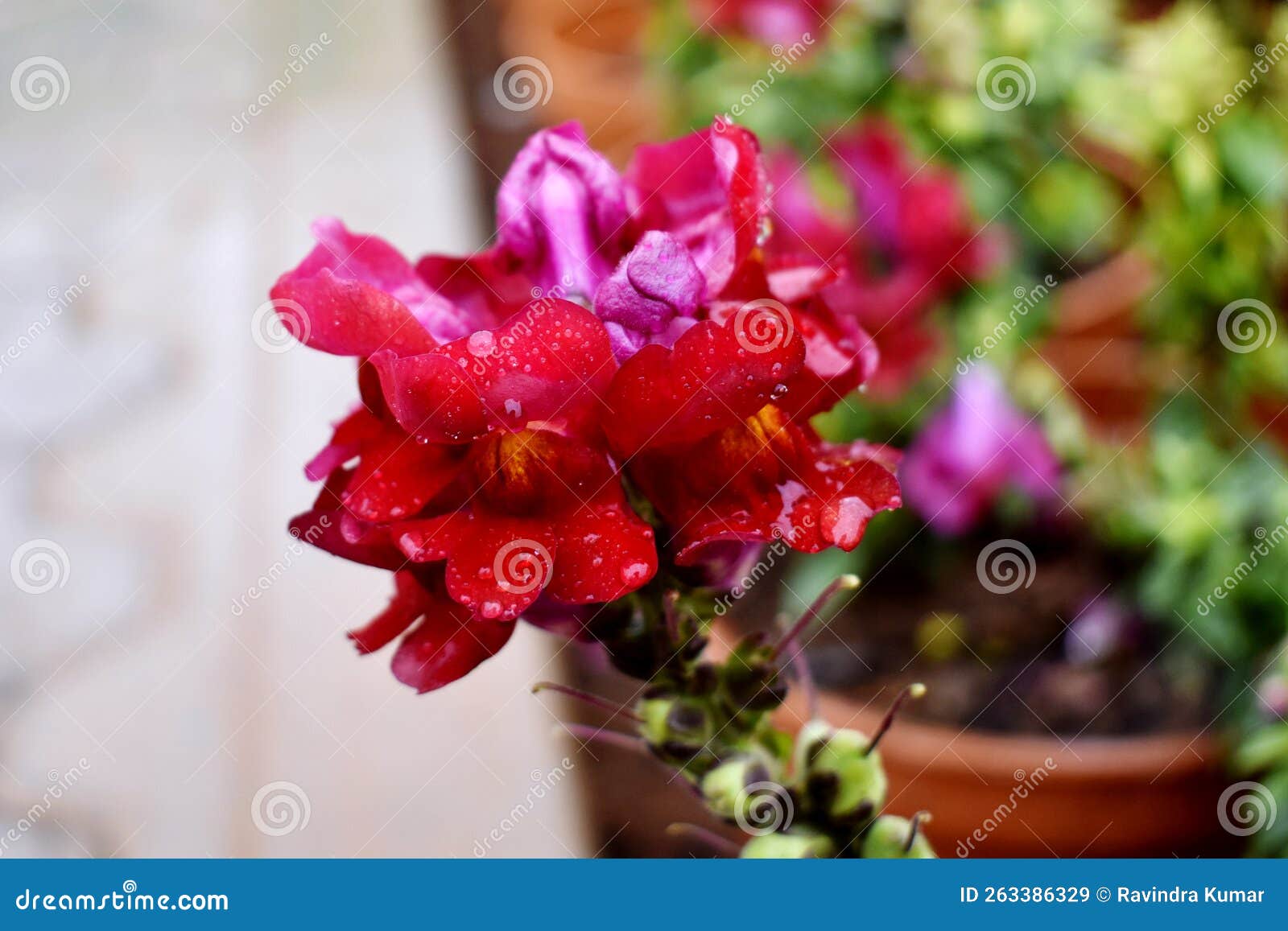 Snap of red flowers stock image. Image of food, snap - 263386329