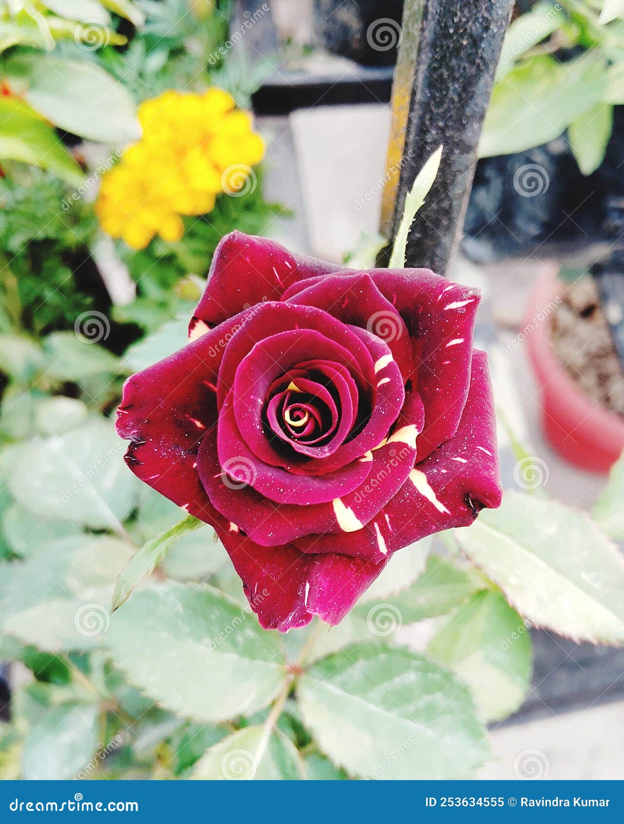 Snap of a red rose stock image. Image of yellow, pink - 253634555