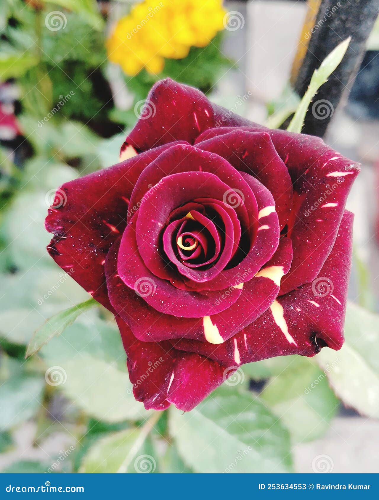 Snap of a red rose stock image. Image of flower, bouquet - 253634553