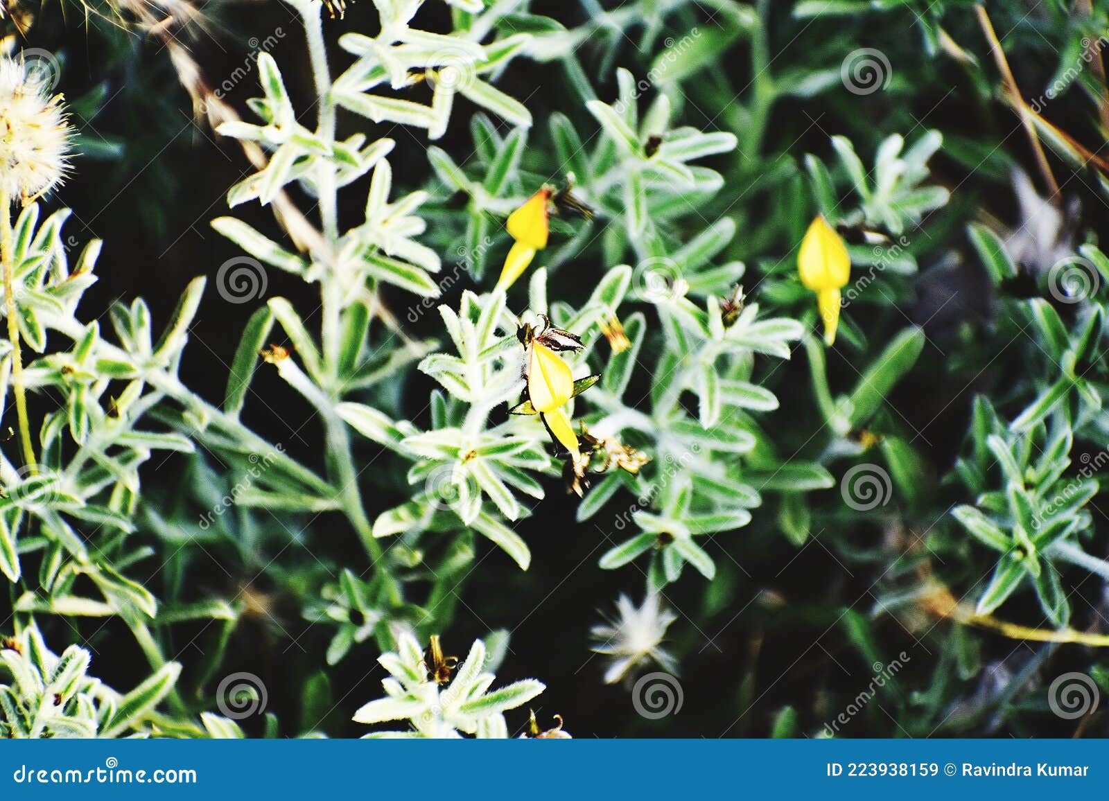 Snap of a small plant stock image. Image of shrub, nature - 223938159