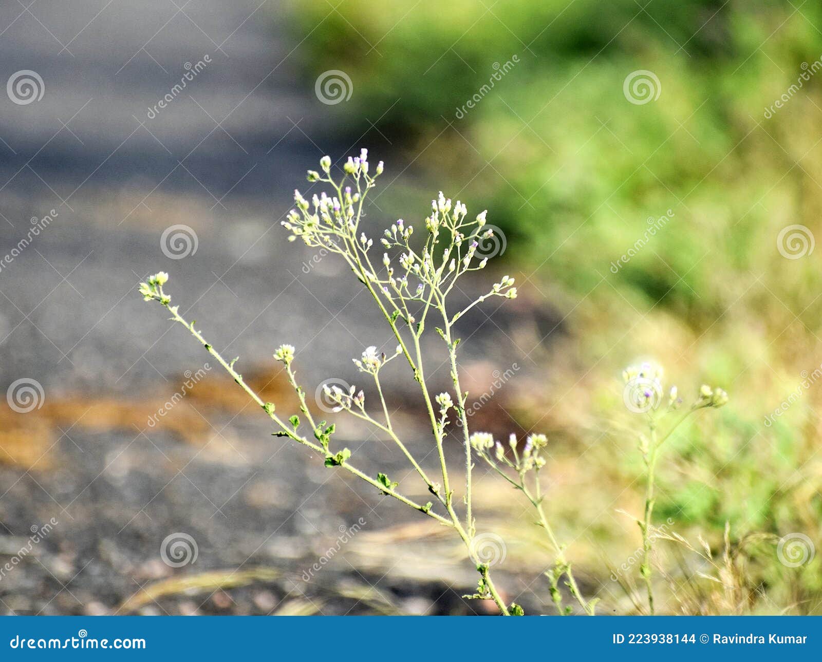 Snap of a Small Flowering Plant Stock Photo - Image of twig, small ...