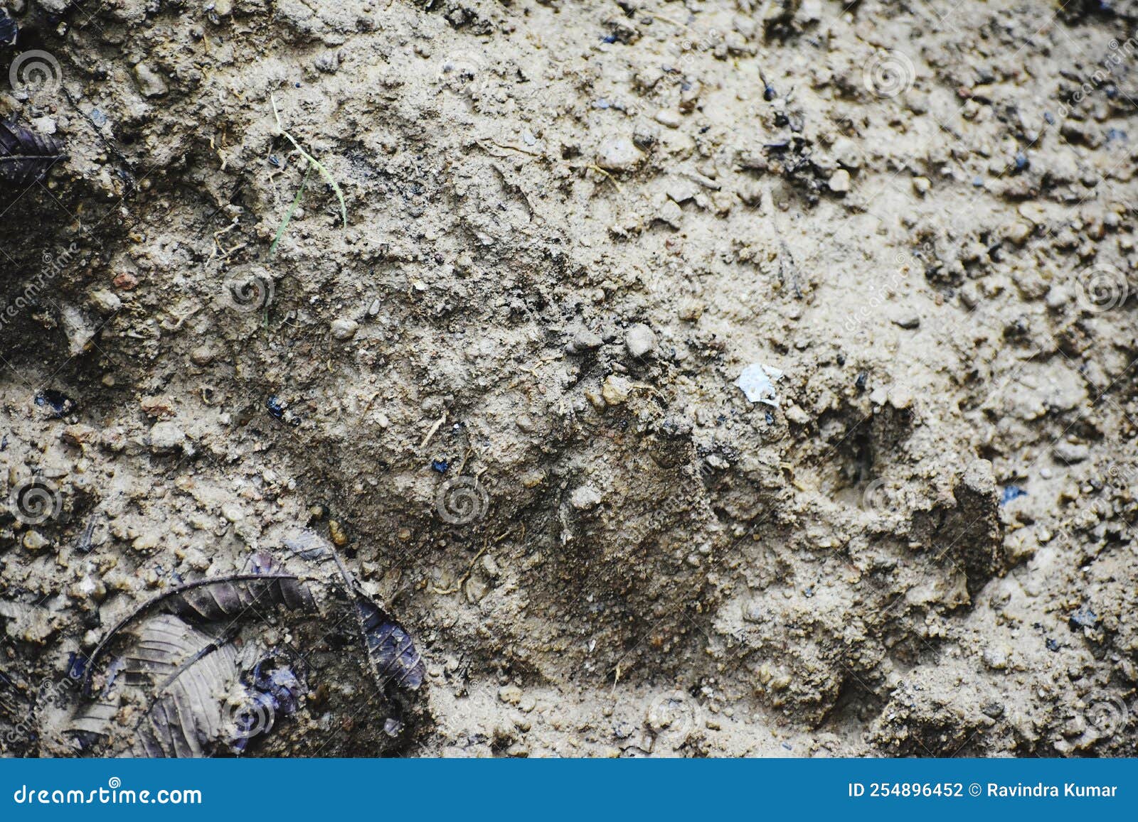 Snap of Soil stock photo. Image of stonewall, leaf, boulder - 254896452