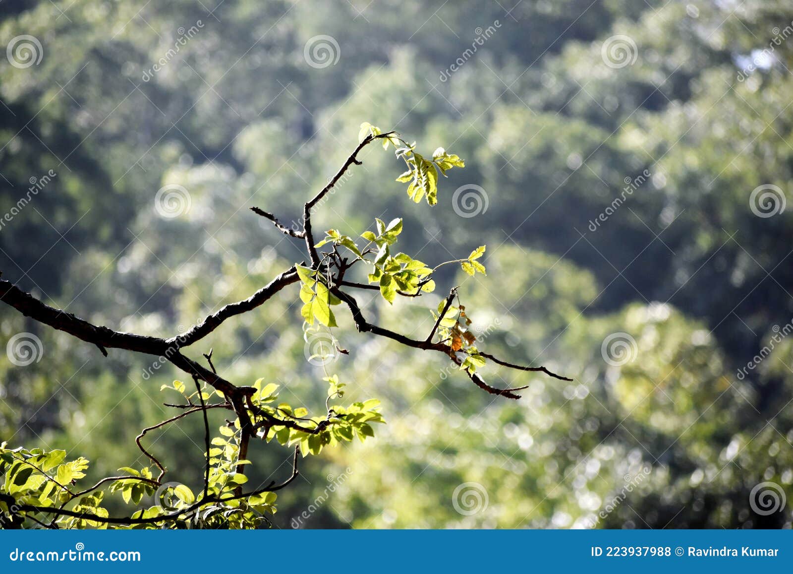 Snap of a tree stock photo. Image of green, plant, snap - 223937988