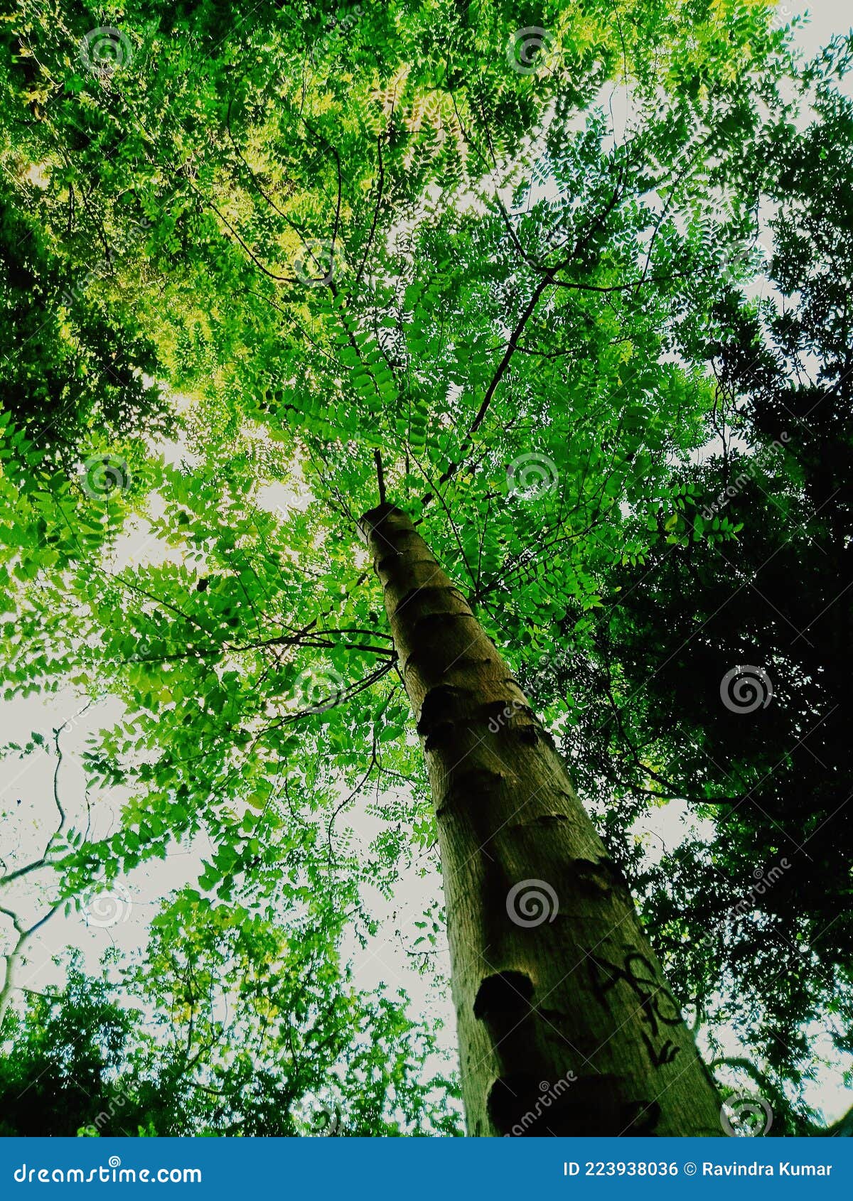 Snap of a tree stock photo. Image of plant, green, forest - 223938036