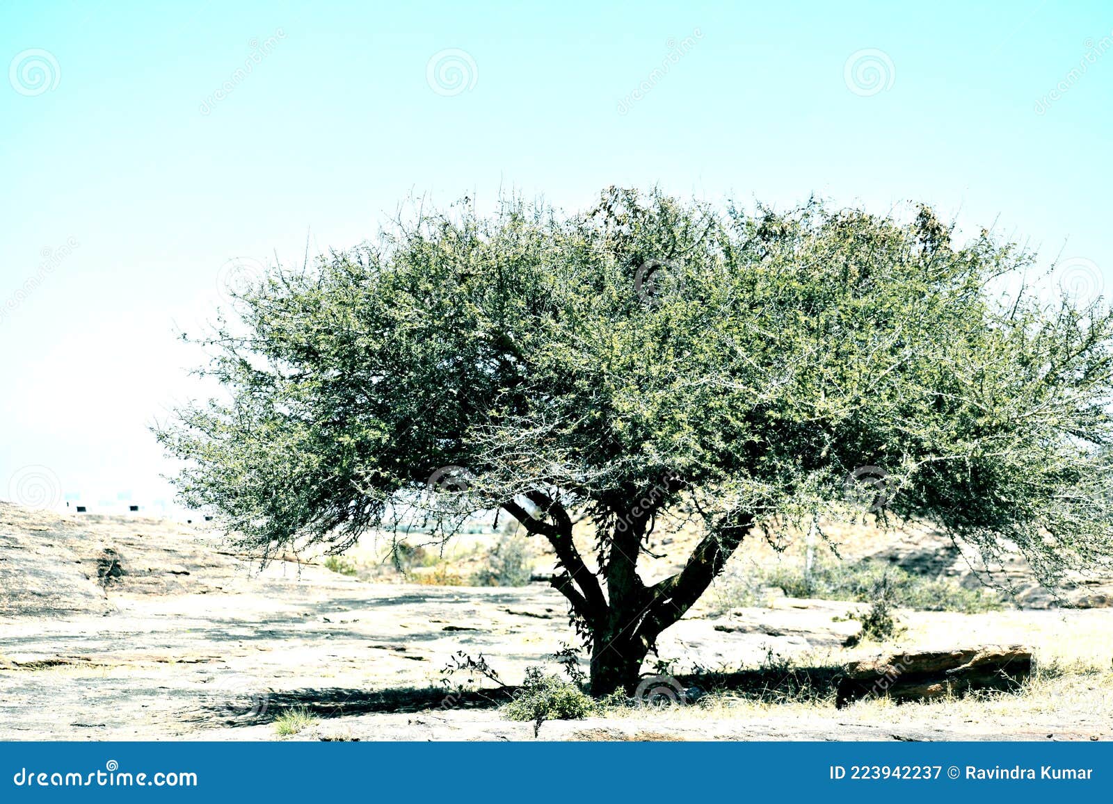 Snap of a tree stock image. Image of plant, environment - 223942237