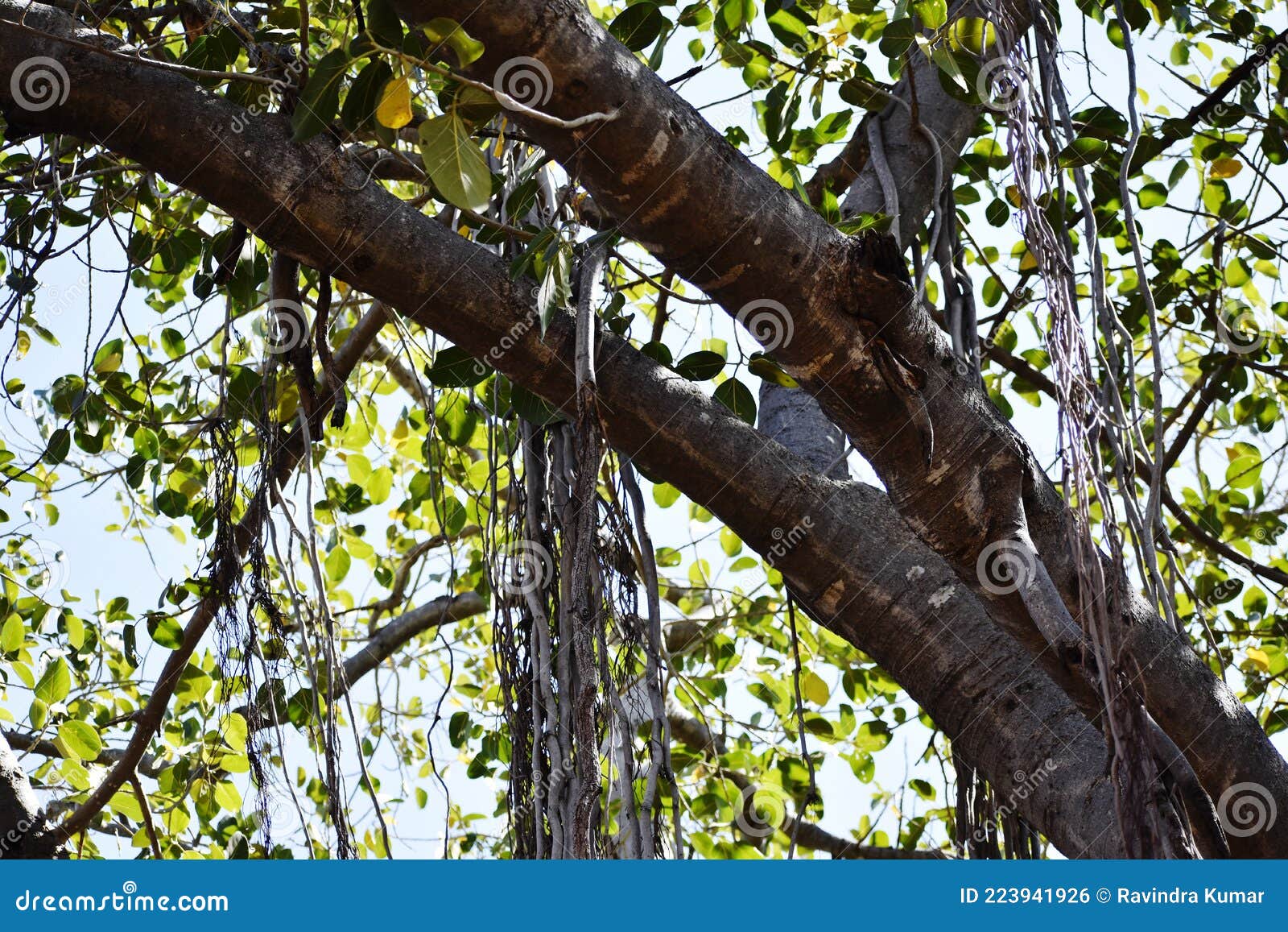 Snap of a tree stock photo. Image of tree, clicked, forest - 223941926