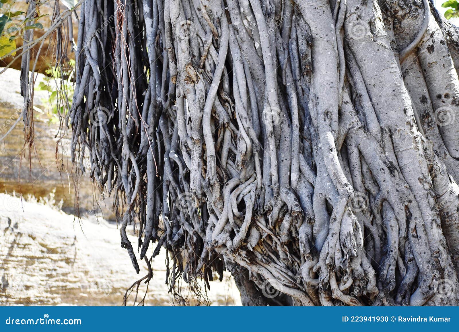 Snap of a tree stock photo. Image of snap, tree, green - 223941930