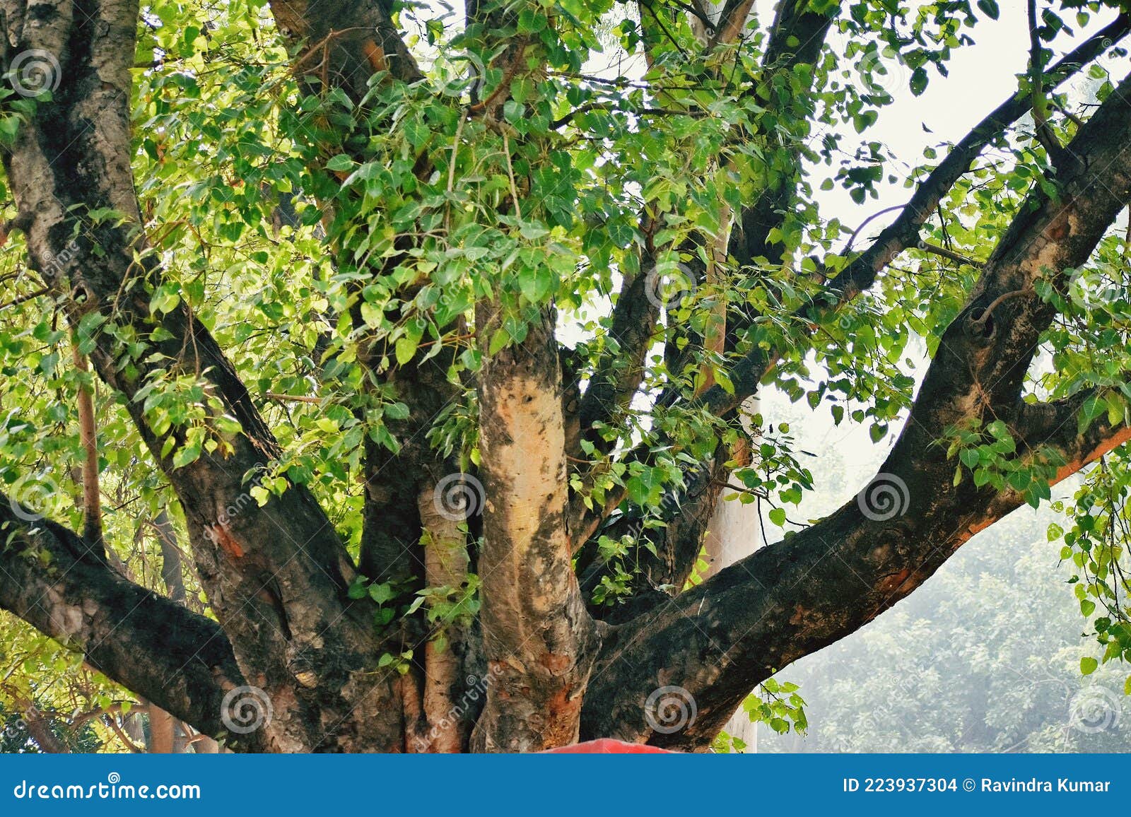 Snap of a tree in a forest stock photo. Image of snap - 223937304