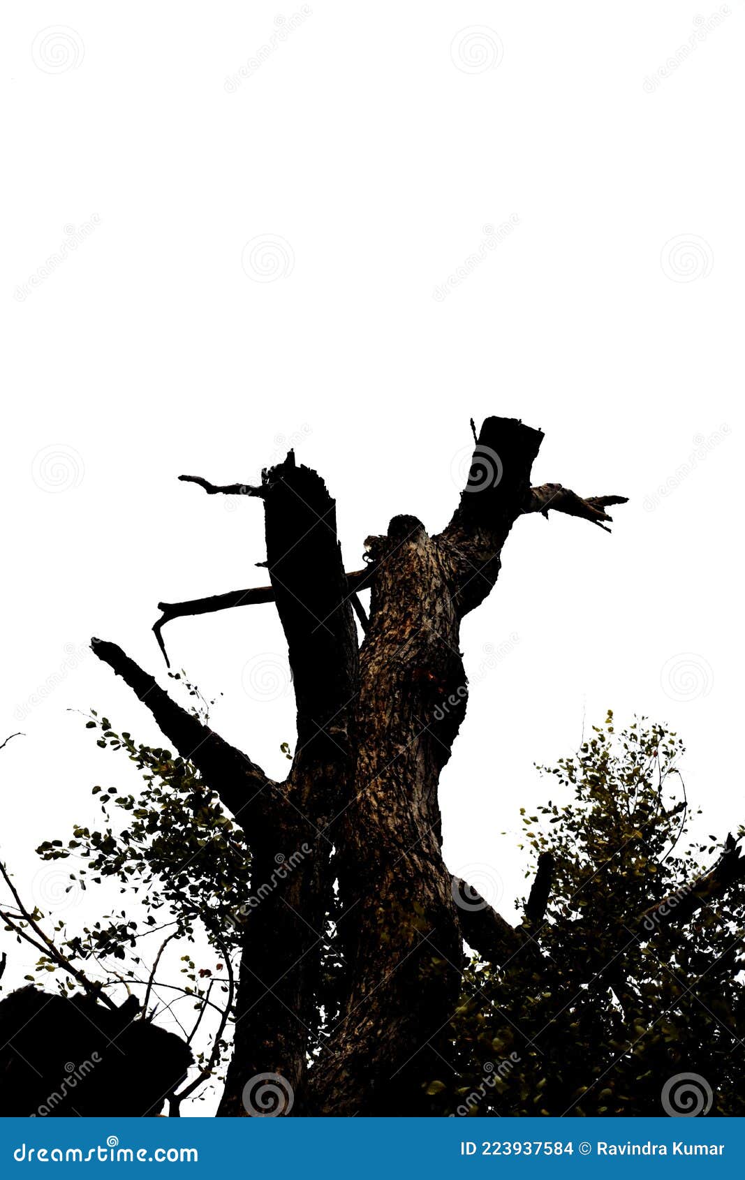 Snap of a tree in a forest stock photo. Image of outdoor - 223937584