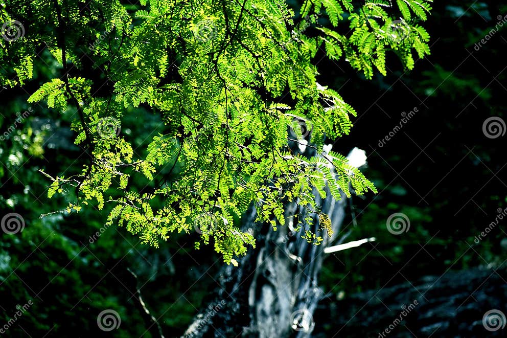 Snap of a tree in a forest stock photo. Image of fresh - 223937710