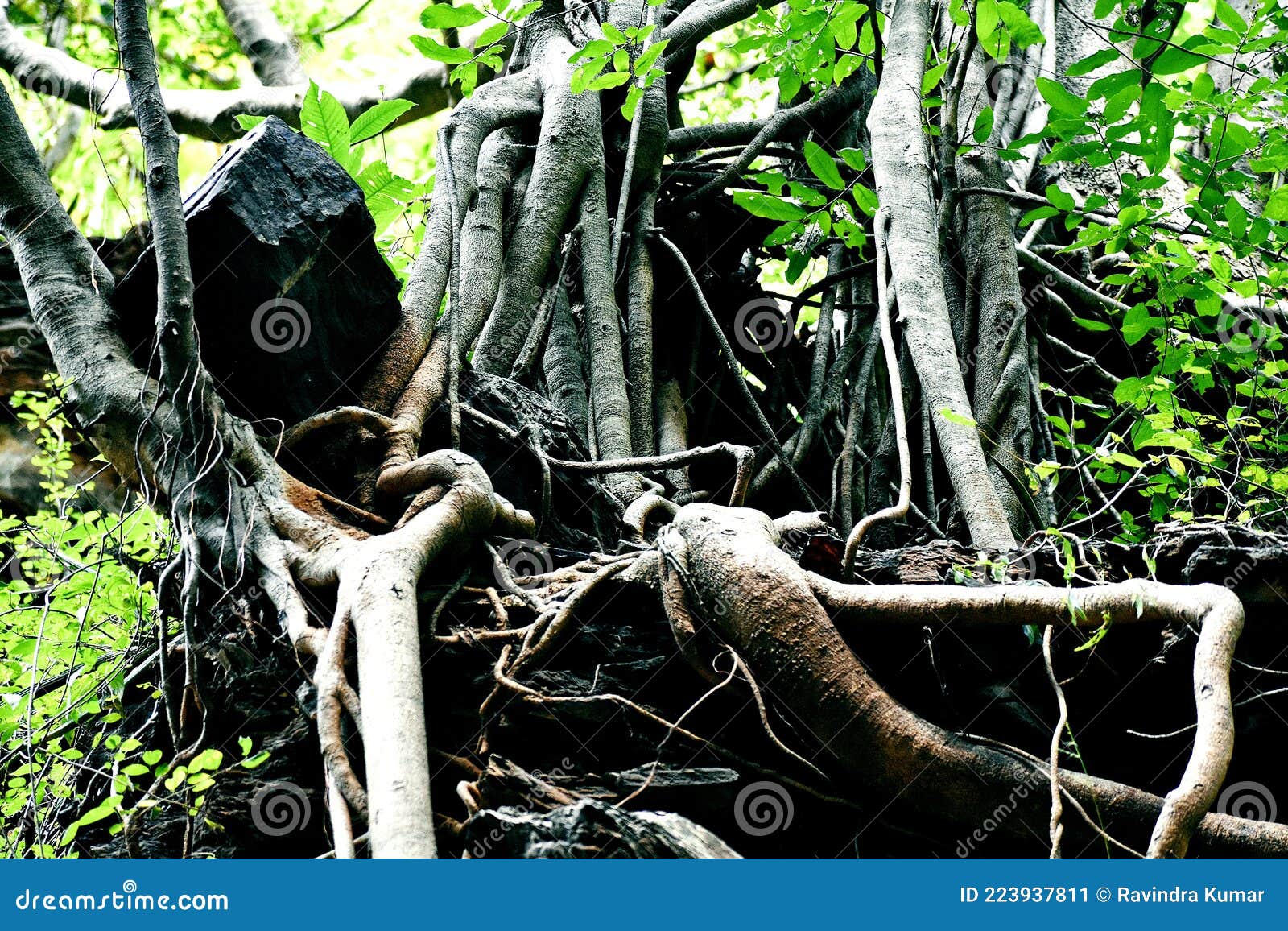 Snap of a tree in a forest stock image. Image of outdoor - 223937811