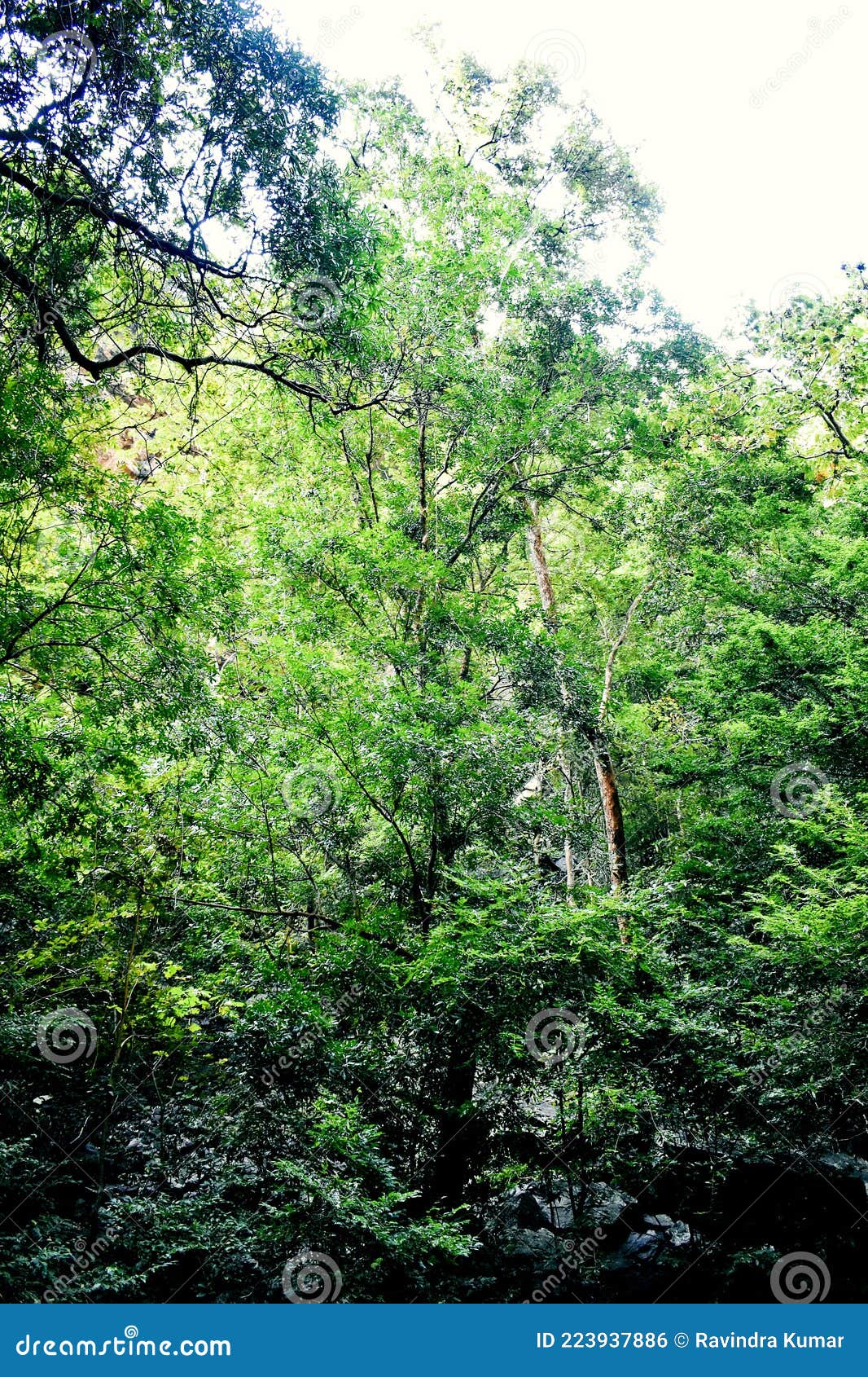 Snap of a tree in a forest stock photo. Image of environment - 223937886