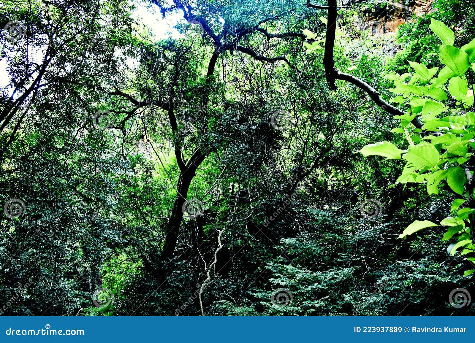 Snap of a tree in a forest stock image. Image of fresh - 223937889