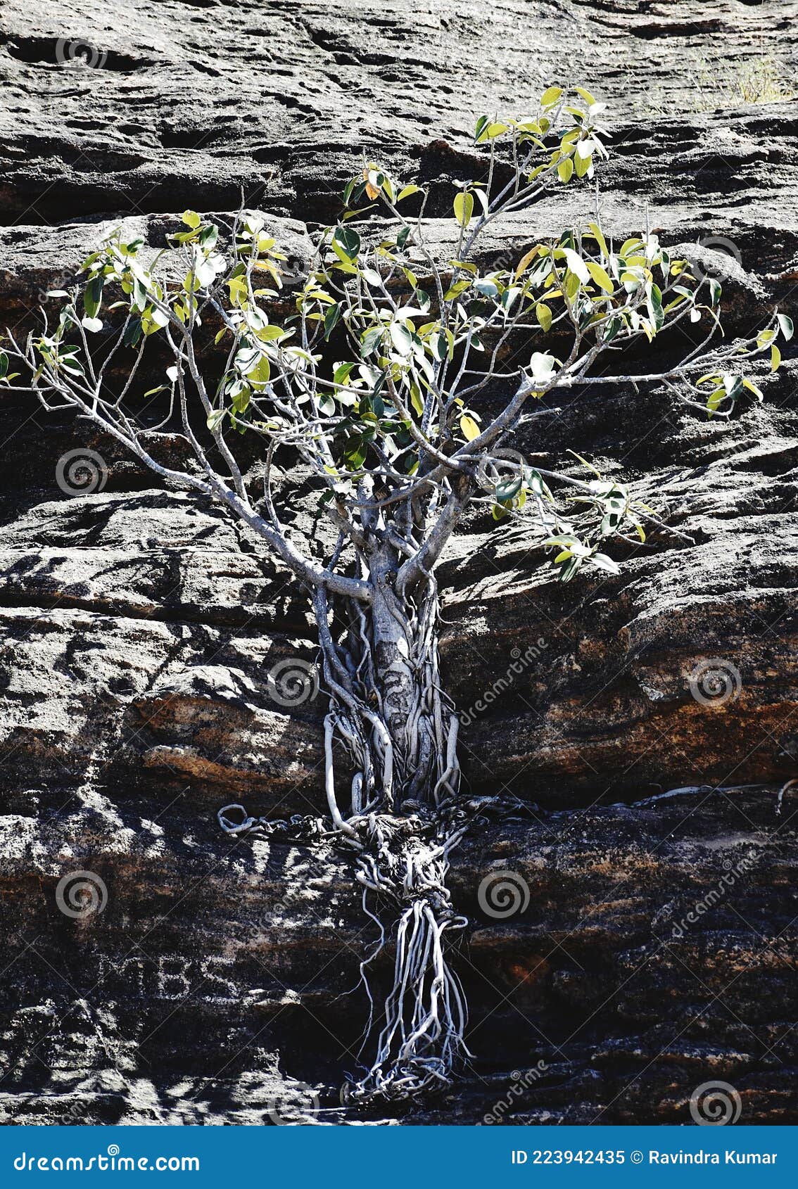 Snap of a tree in a forest stock image. Image of outdoor - 223942435