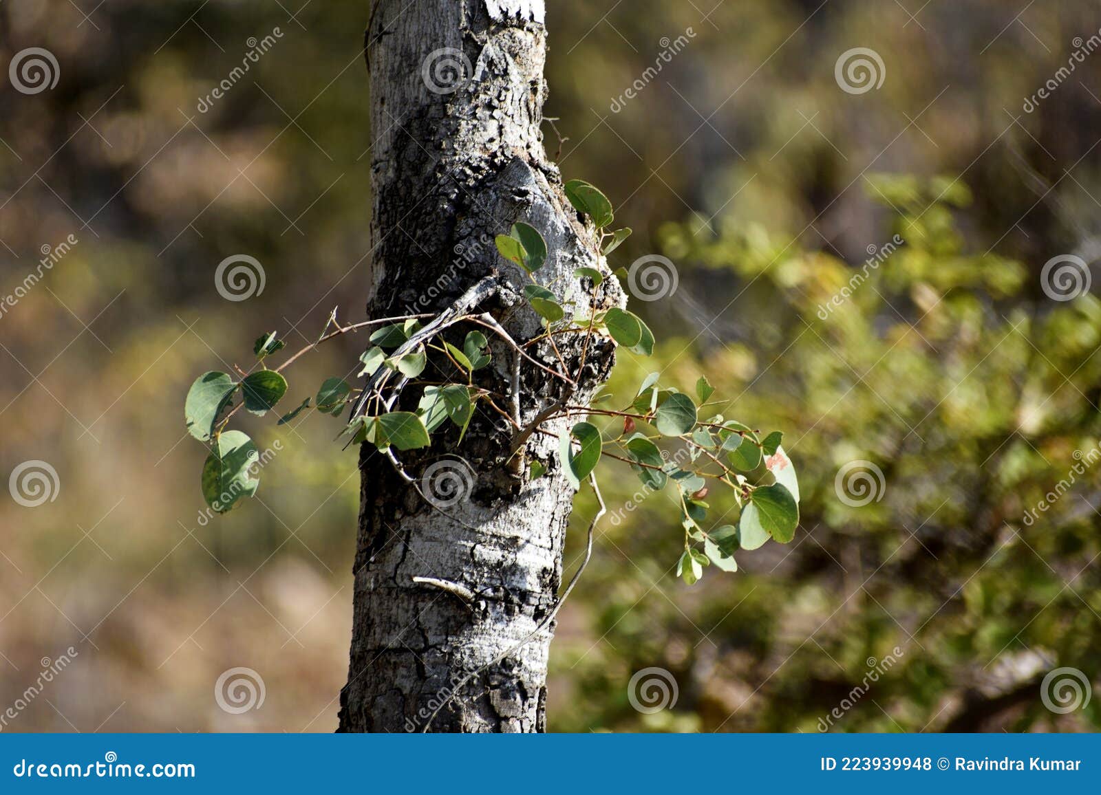 Snap of a tree stock photo. Image of forest, green, environment - 223939948