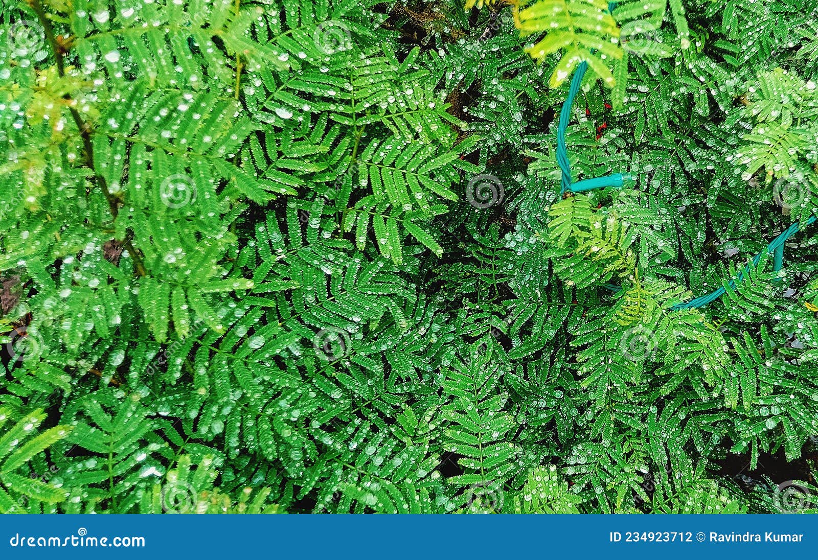 Snap of a tree stock photo. Image of leaf, forest, green - 234923712