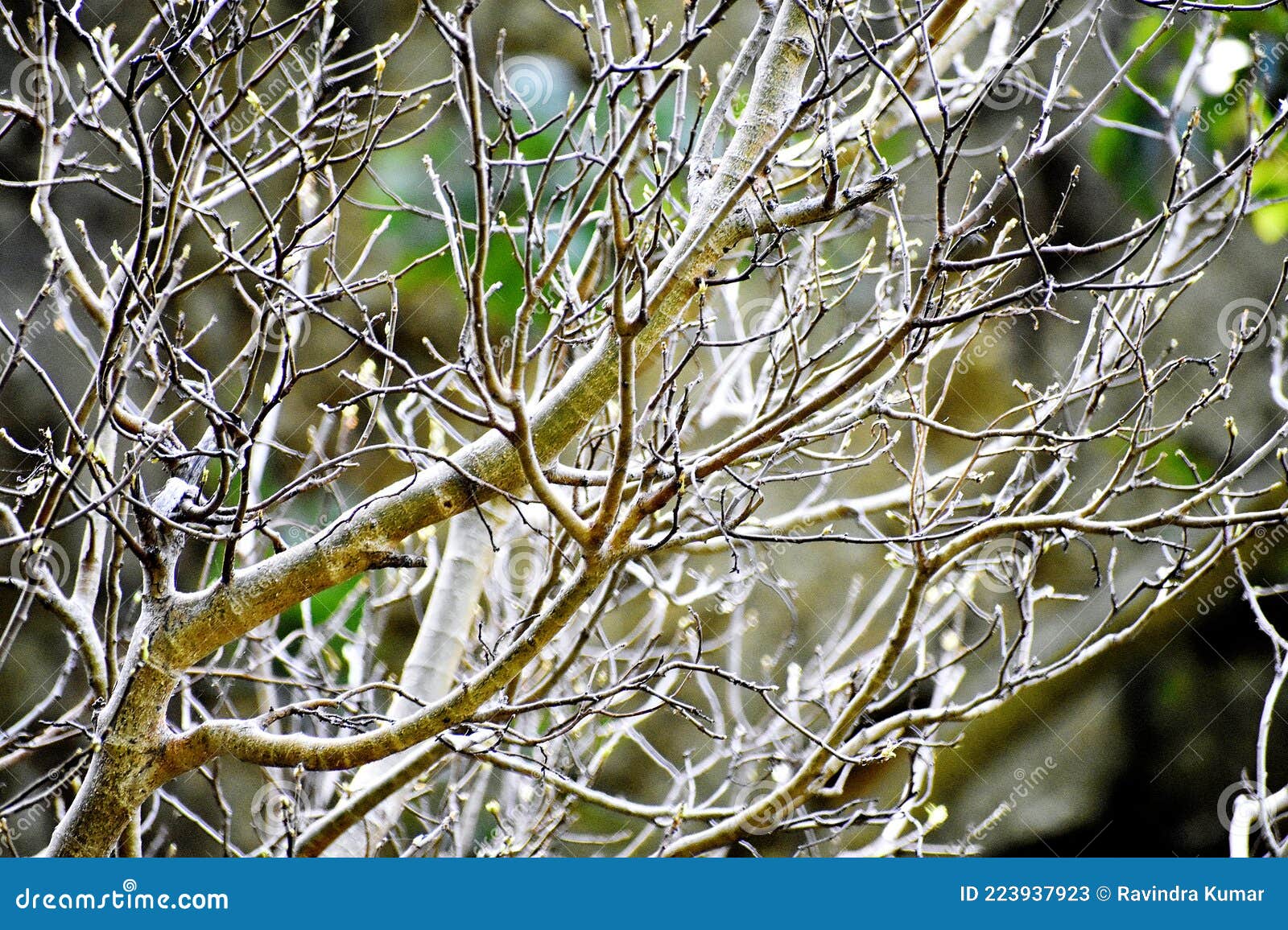 Snap of a tree in a forest stock image. Image of snap - 223937923