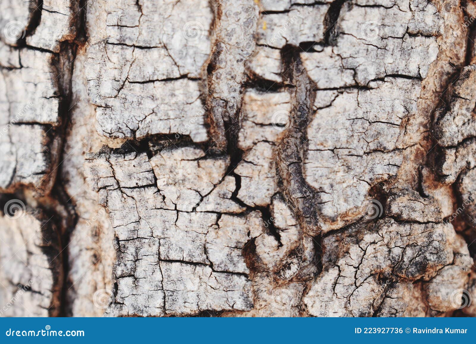 Snap of tree trunks stock photo. Image of snap, tree - 223927736