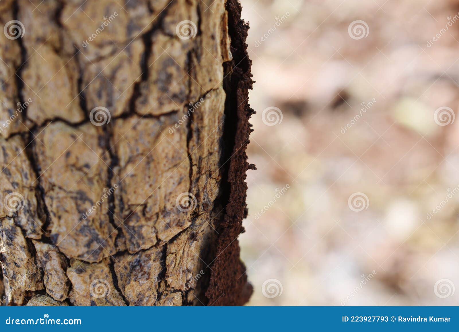 Snap of tree trunks stock image. Image of plants, texture - 223927793