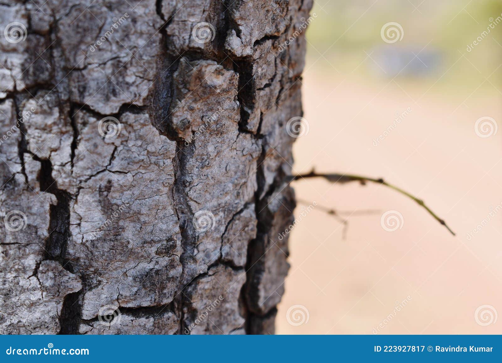 Snap of tree trunks stock image. Image of tree, snap - 223927817