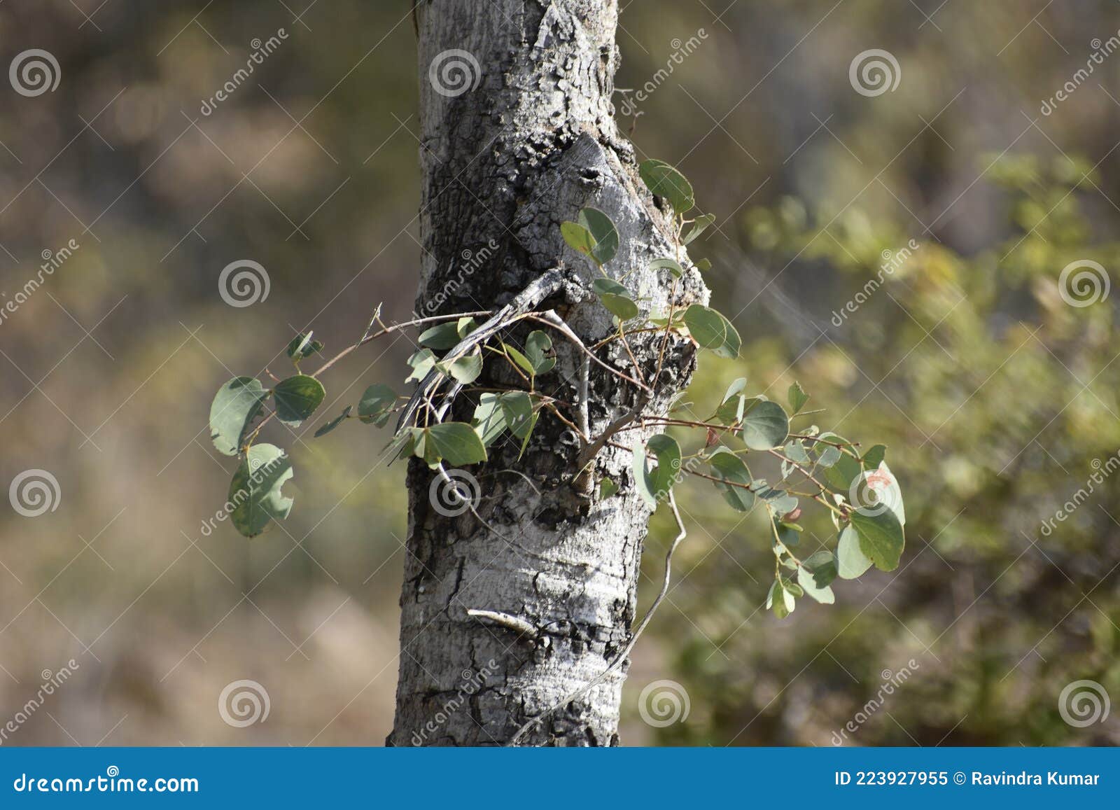 Snap of tree trunks stock image. Image of plant, snap - 223927955