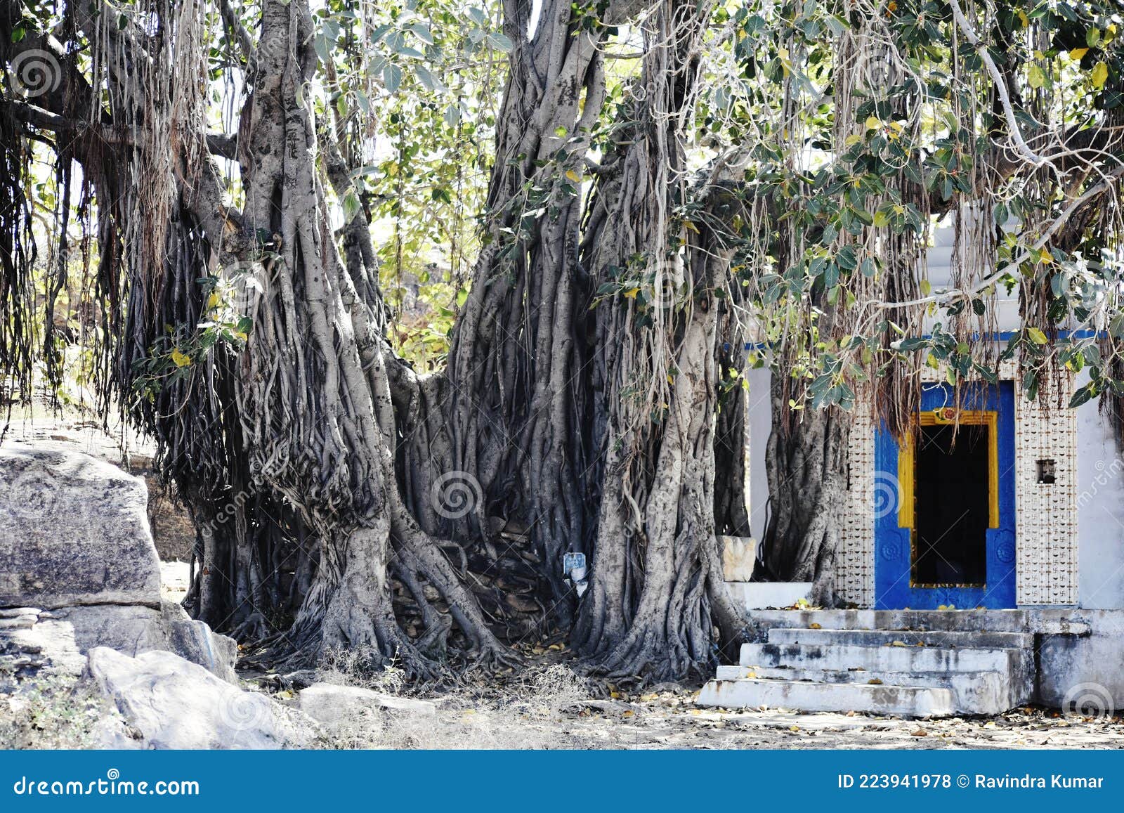 Snap of a very old tree stock photo. Image of snap, flower - 223941978
