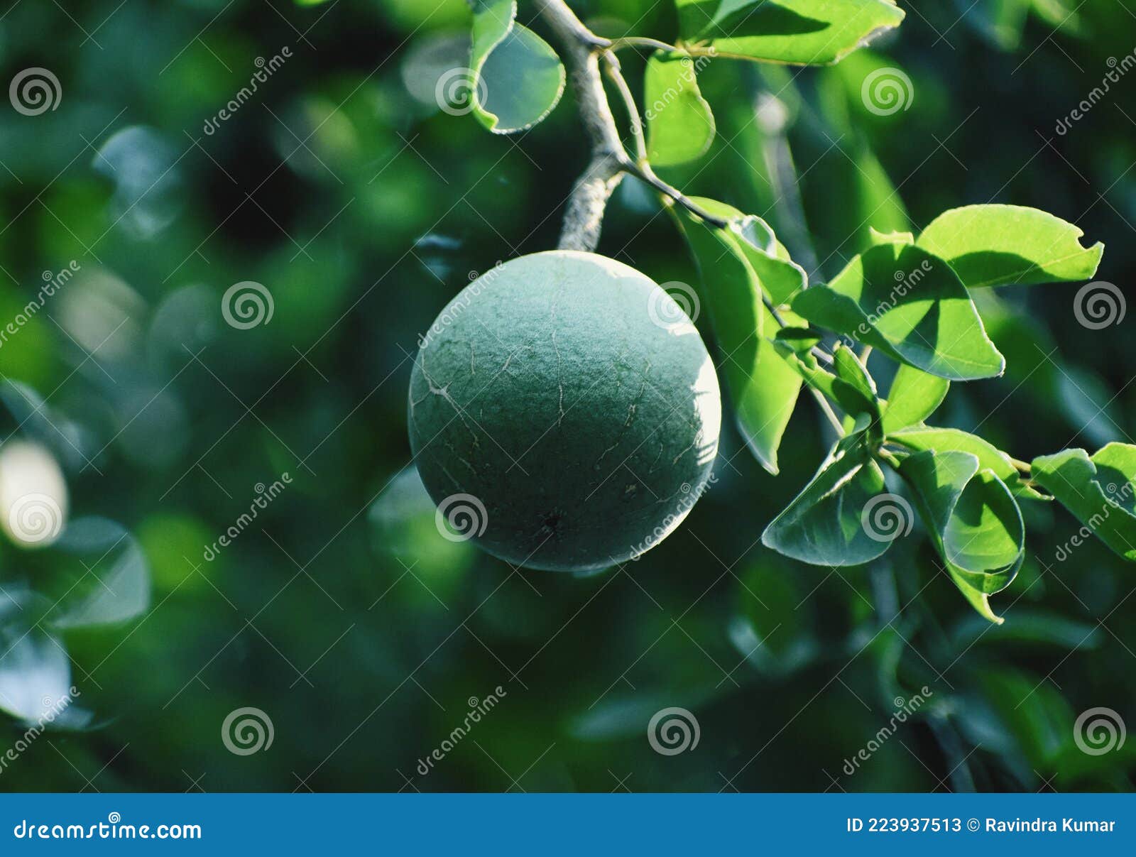 Snap of Big Lemon Fruit Hanging on Tree Stock Image - Image of twig ...