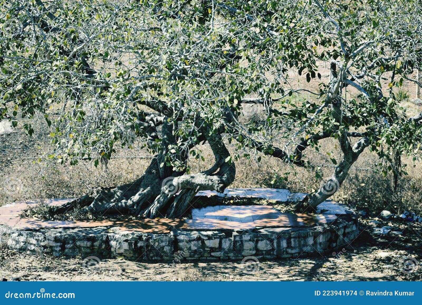 Snap of a very old tree stock photo. Image of forest - 223941974