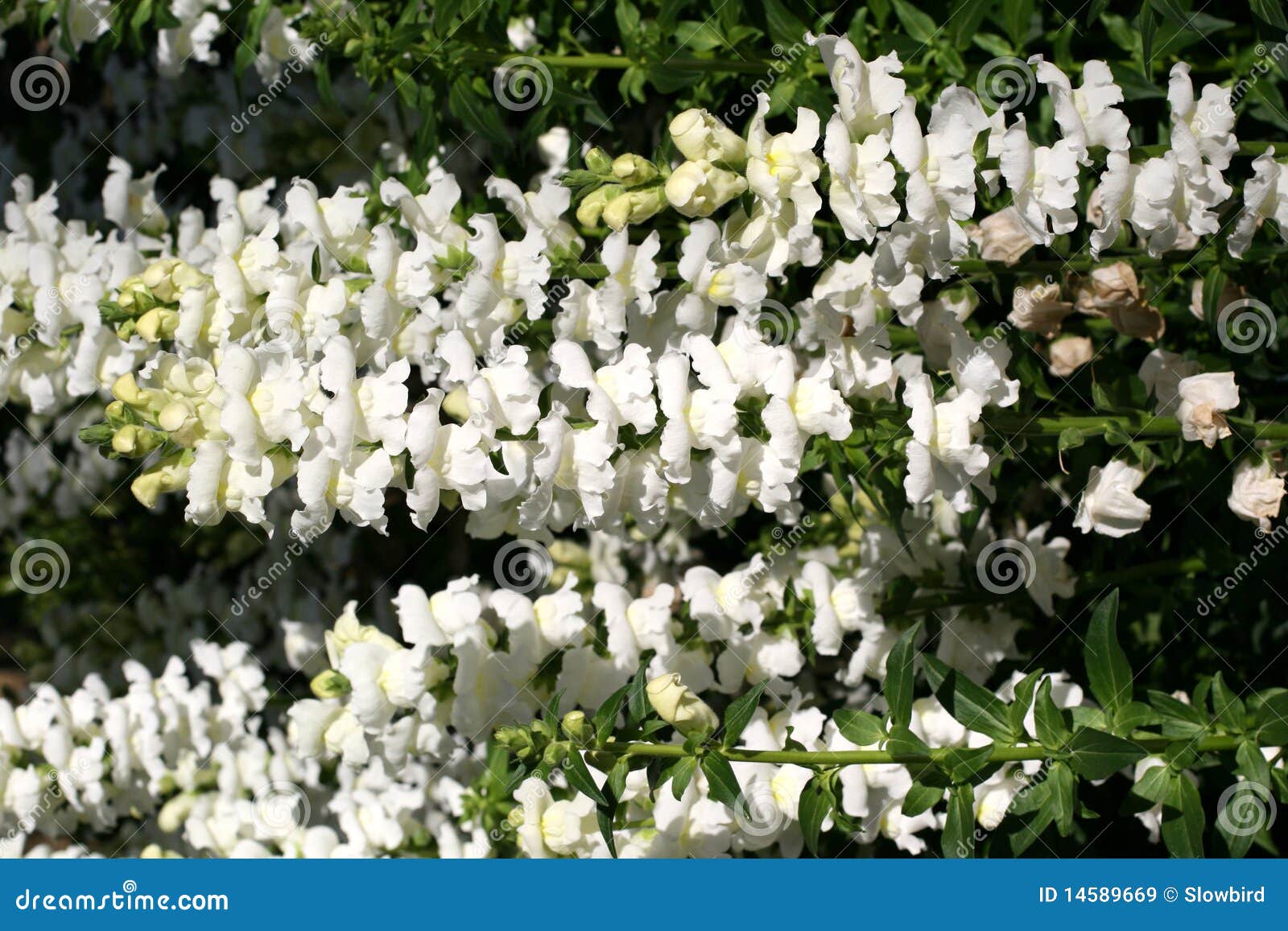 Snapdragon stock image. Image of fragrant, close, petals - 14589669