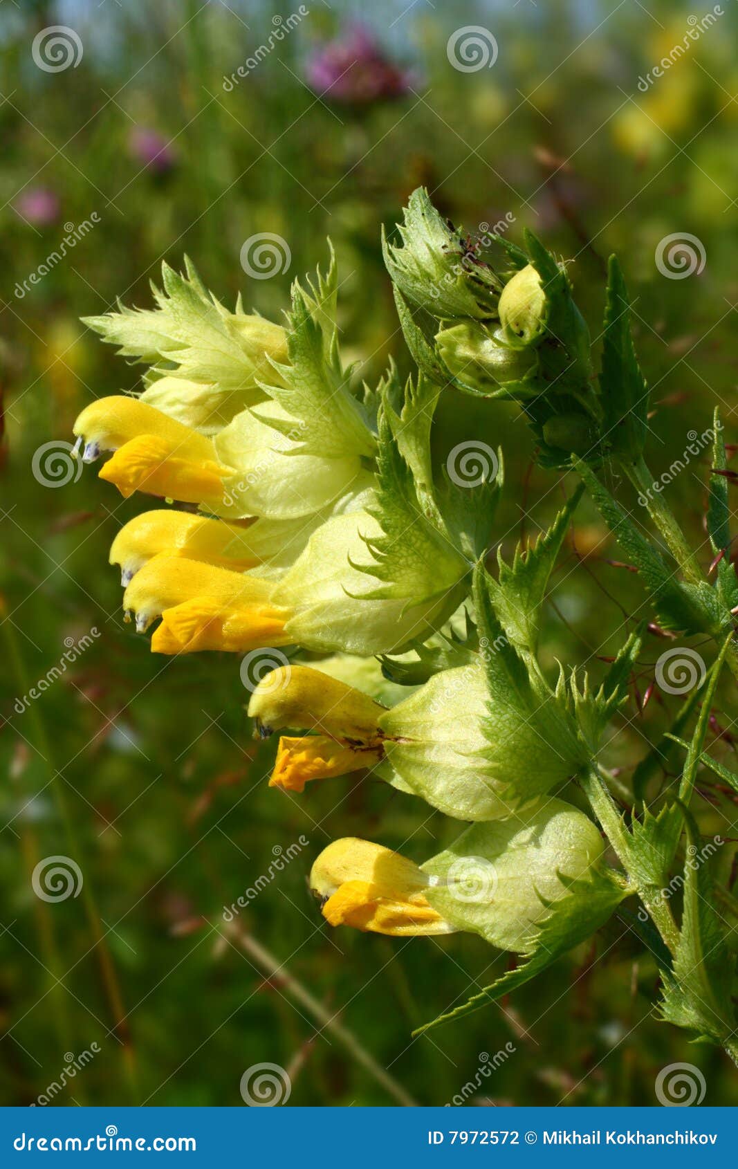 Snapdragon (Antirrhinum) Flower Stock Photo - Image of yellow ...