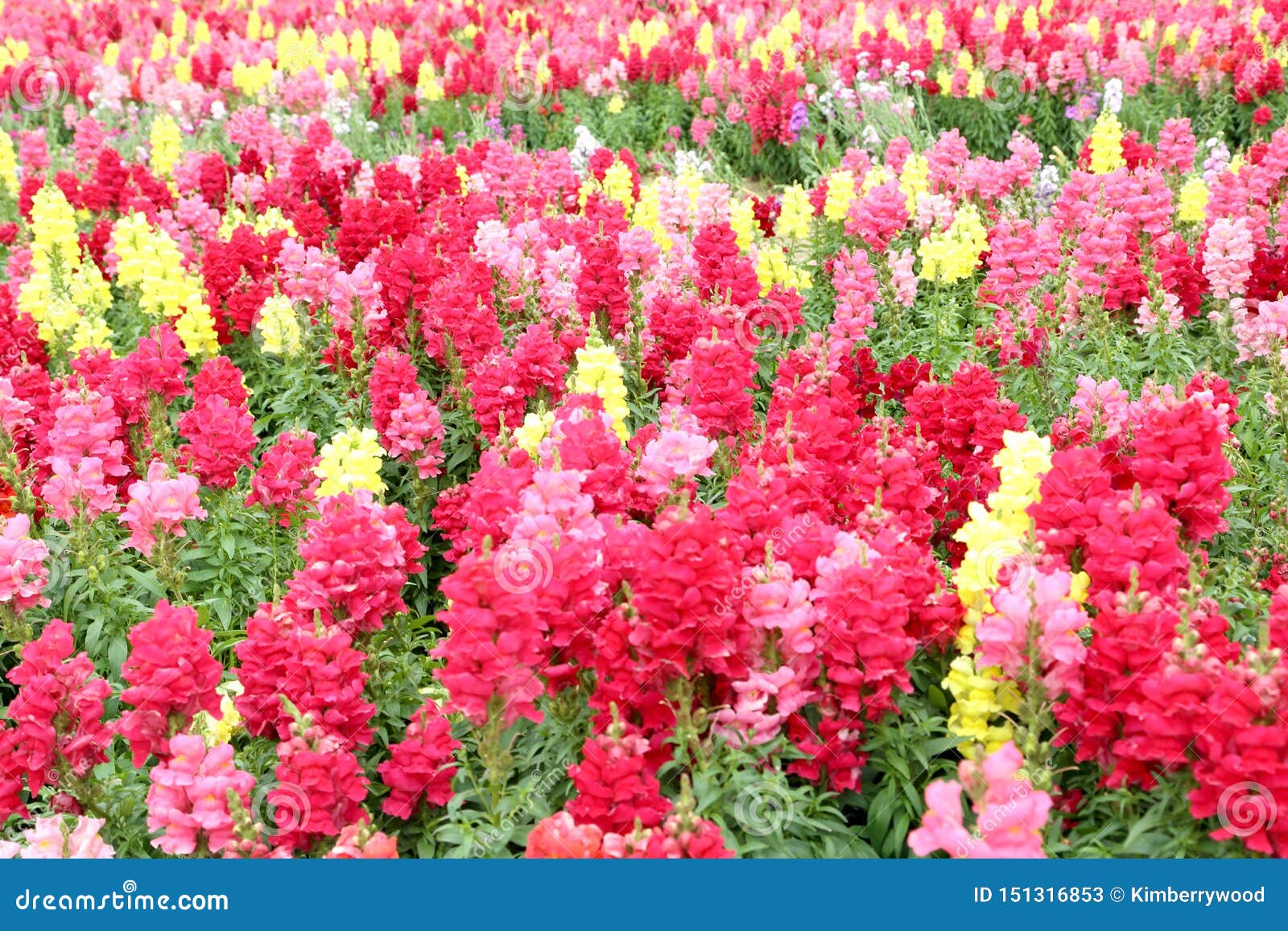 Snapdragon stock image. Image of natural, blooming, color - 151316853