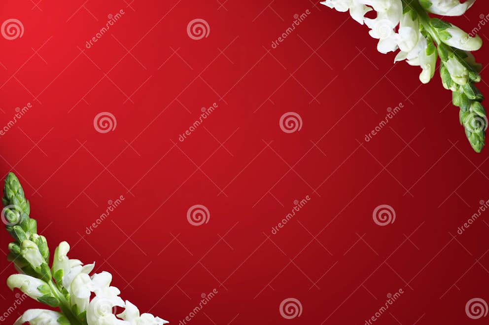 Snapdragon Border on Red Background Stock Image - Image of dragon ...