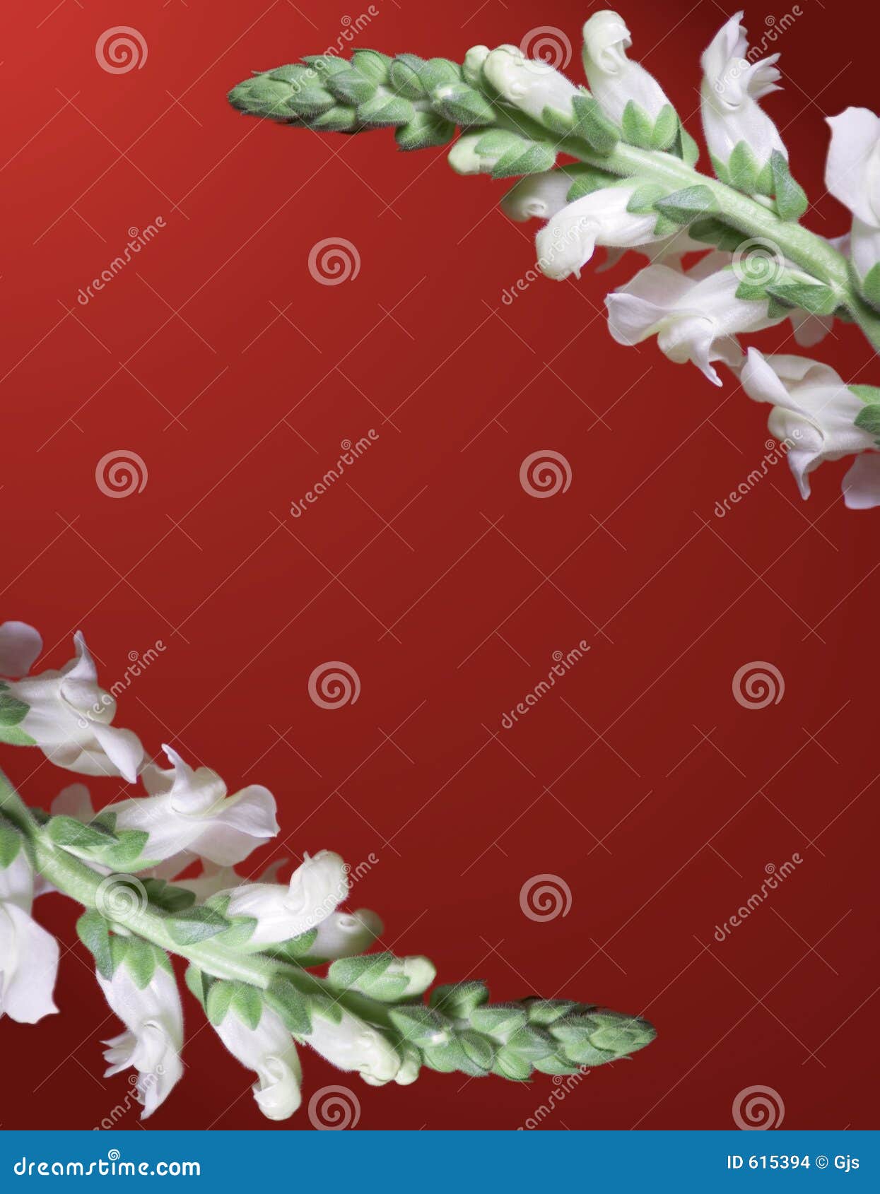 Snapdragon Border on Red Background Stock Photo - Image of design ...