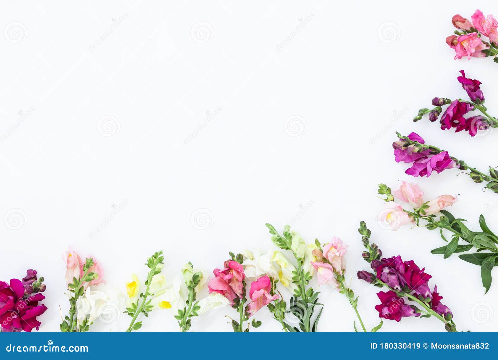 Snapdragon Flower Border on White Background. Flowers Compositio Stock ...