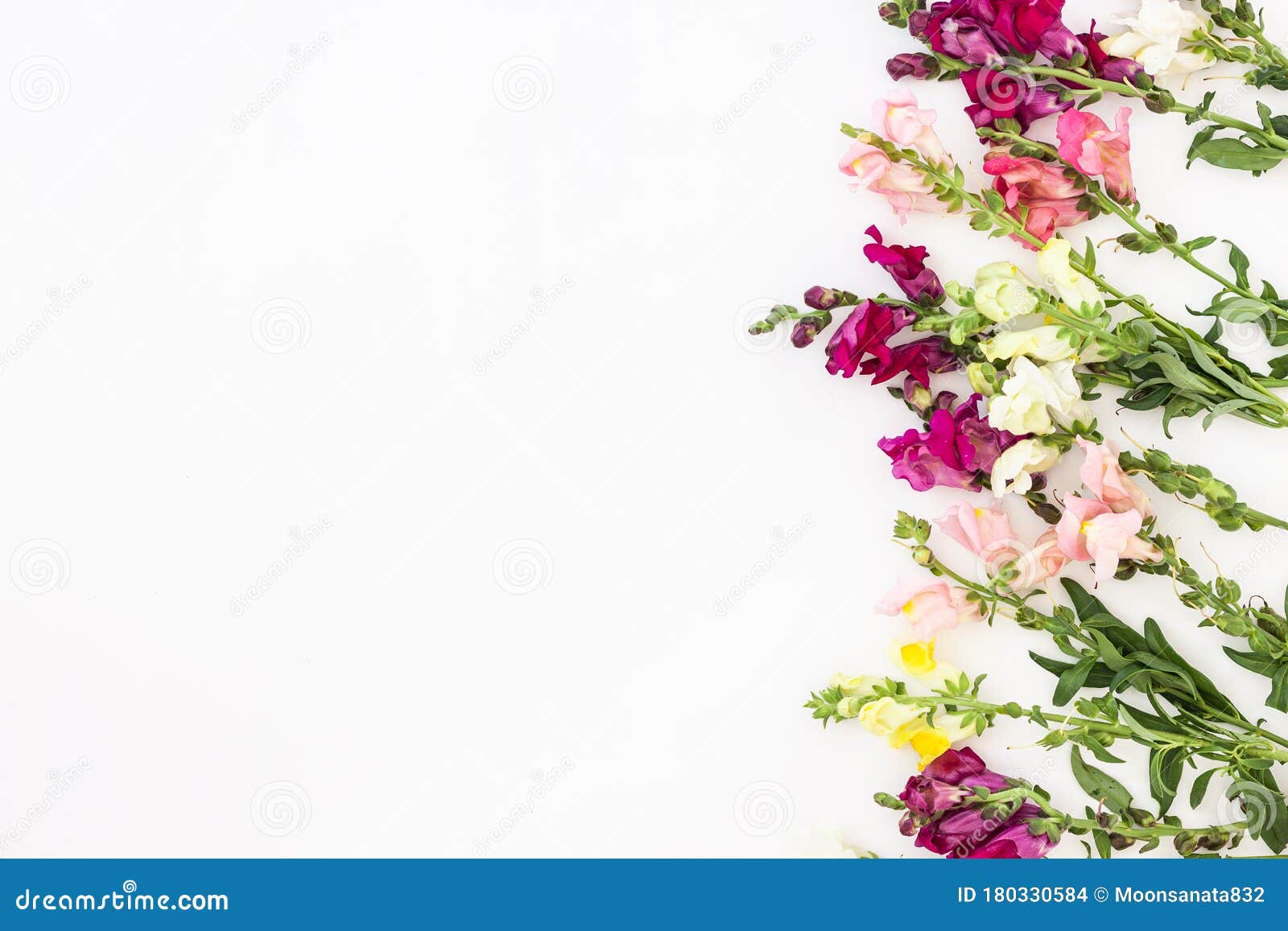 Snapdragon Flower Border on White Background. Flowers Compositio Stock ...