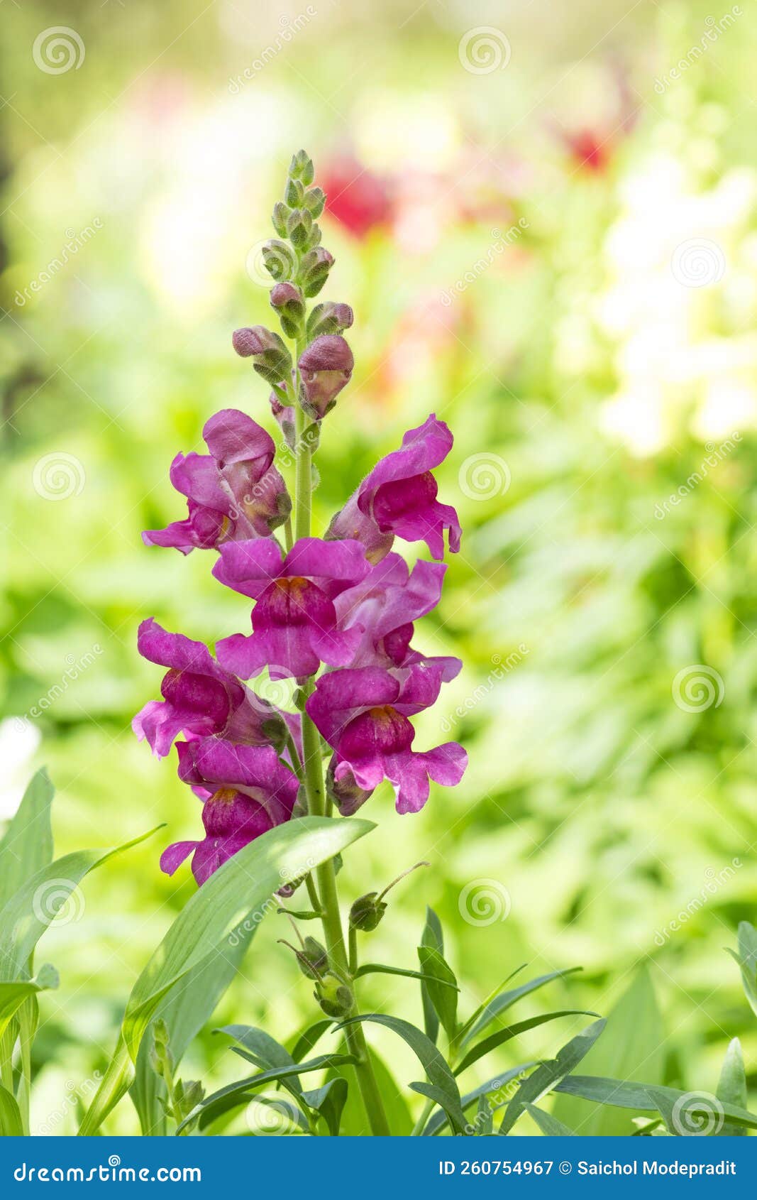 Snapdragon Flower Colorful in Garden Stock Image - Image of pink ...